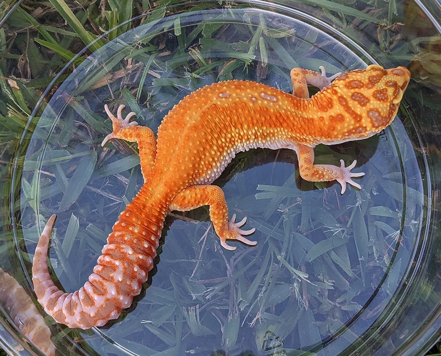 Red Diamond Cross Het Eclipse Leopard Gecko by K&C Geckos - MorphMarket