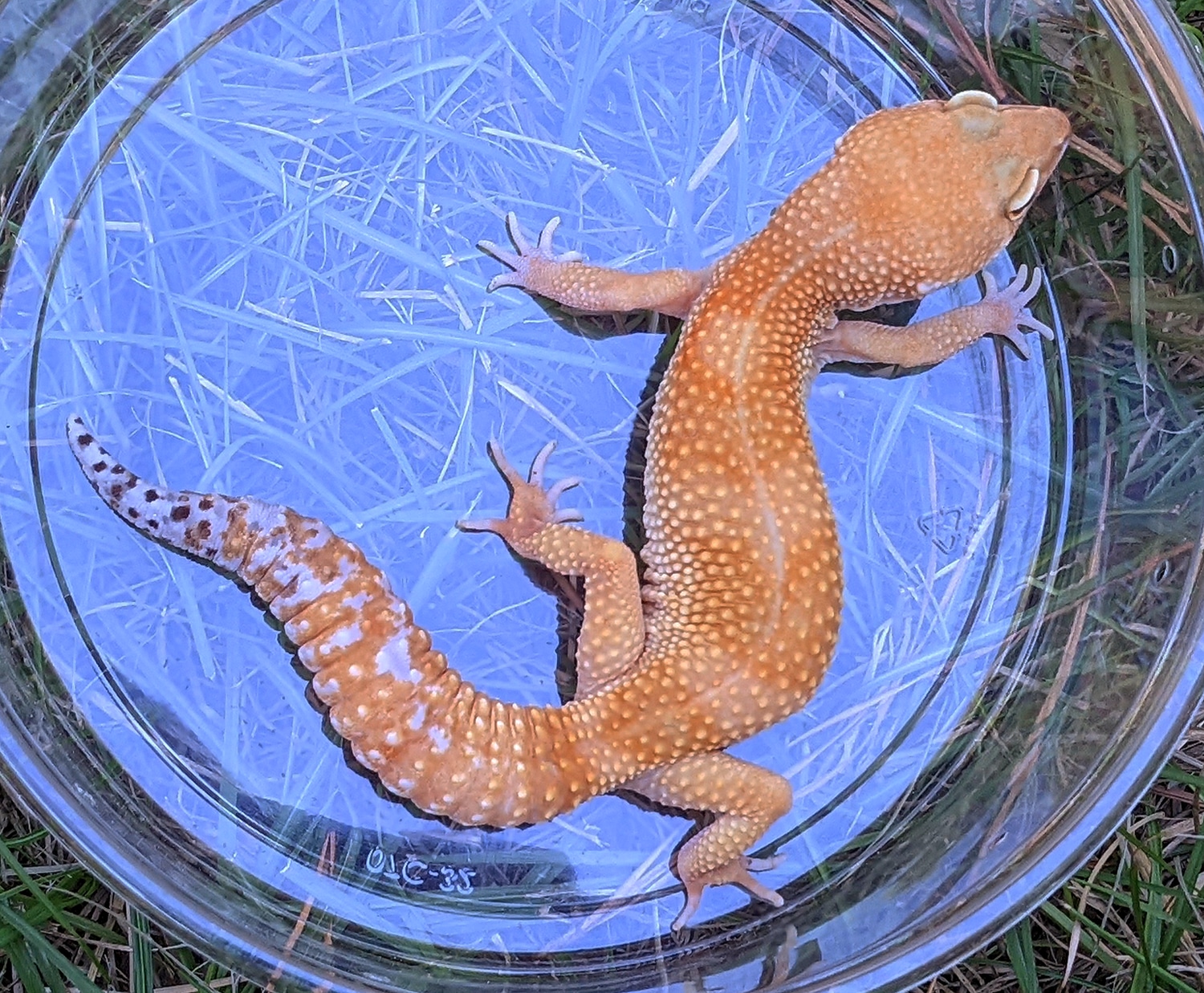 Mandarin/Blood NKH Leopard Gecko by K&C Geckos - MorphMarket