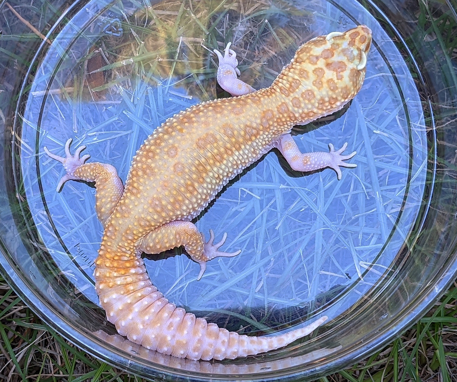 Redstripe Raptor Leopard Gecko by K&C Geckos - MorphMarket