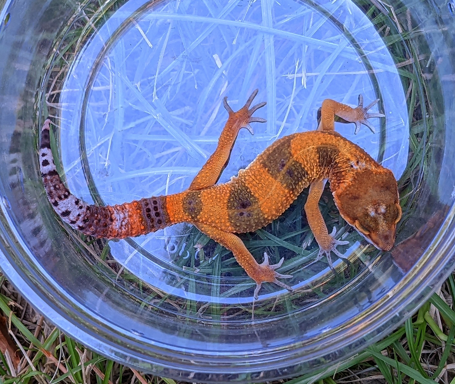 Dark Mandarin/Blood Tangerine Leopard Gecko by K&C Geckos - MorphMarket
