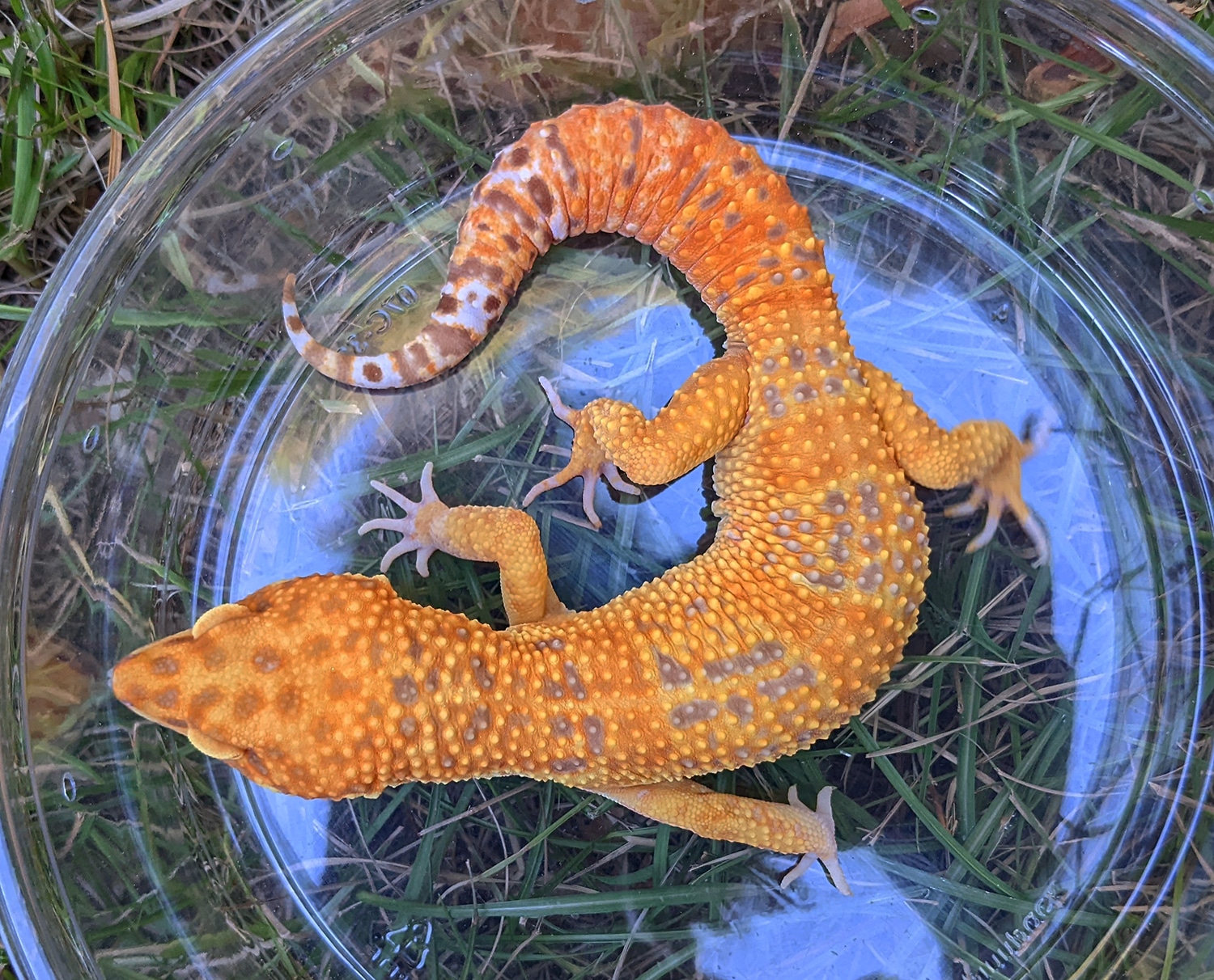 Tangerine Tremper Albino Ph Eclipse From Copper Lineage Leopard Gecko ...