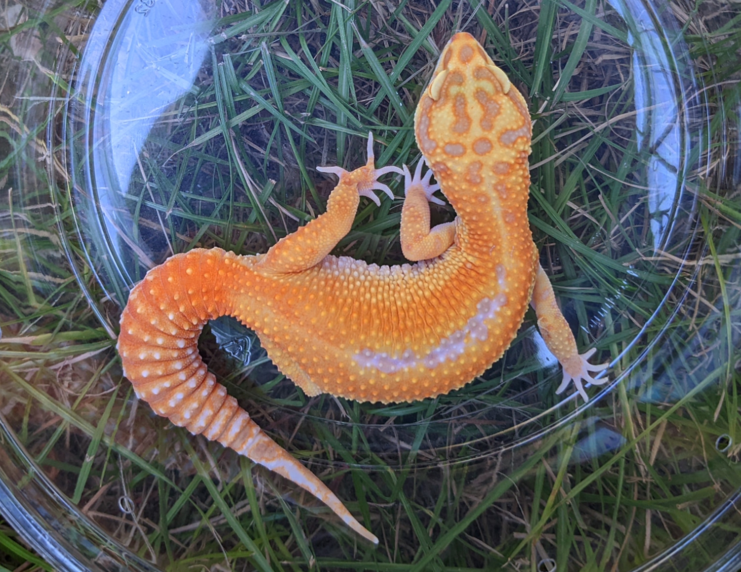 Red Diamond Cross 100% Het Eclipse Leopard Gecko by K&C Geckos ...