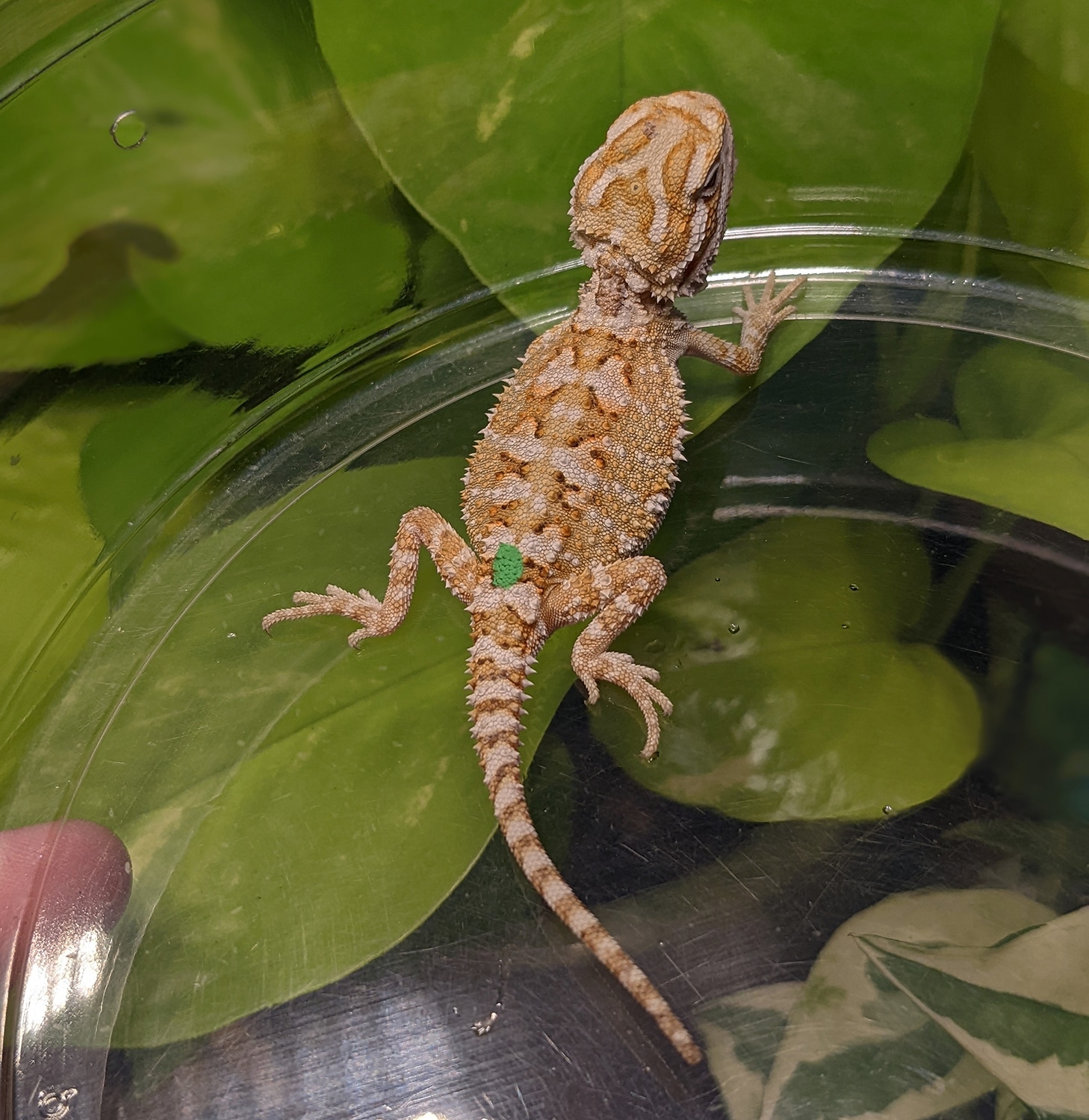 Green - Rankins Rankin's Dragon by K&C Geckos - MorphMarket