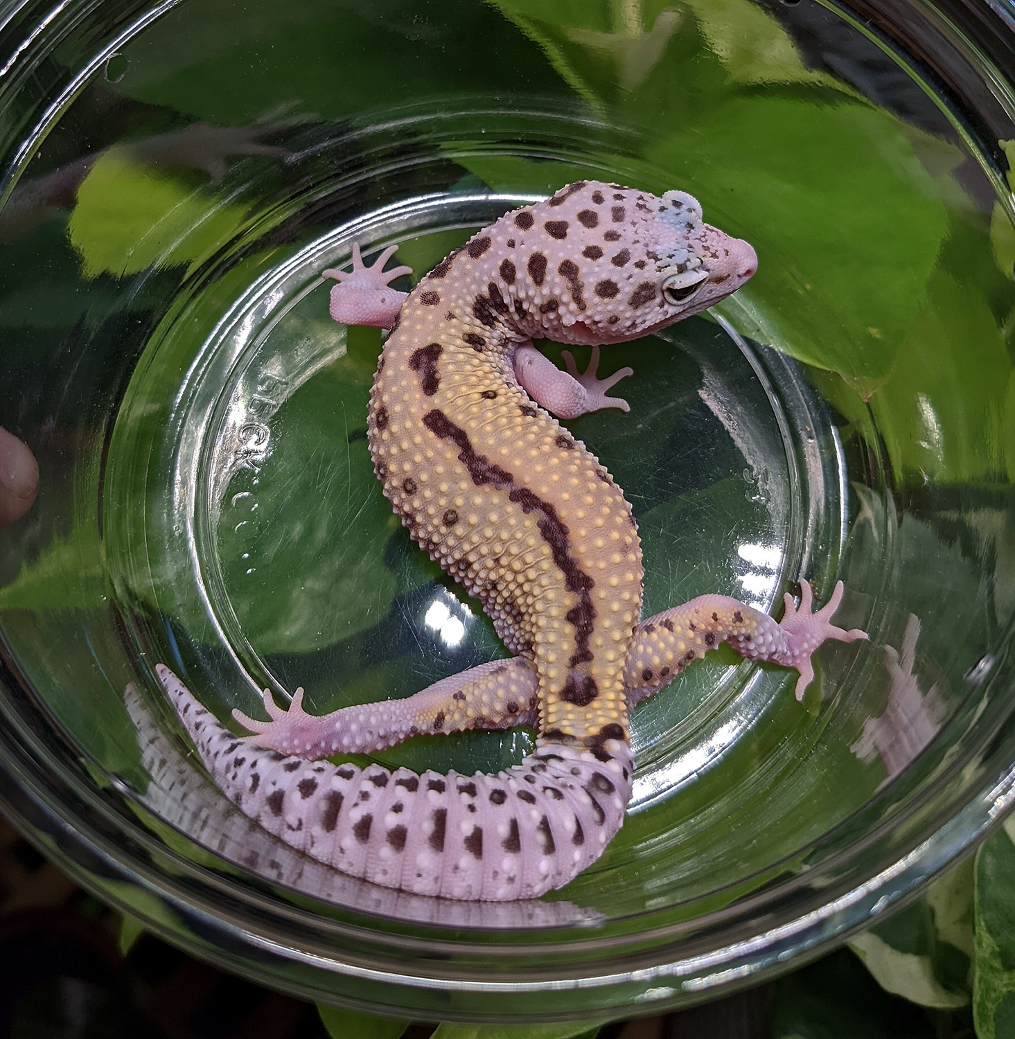 Reverse Stripe Eclipse Probable Snow 66% Het Tremper Leopard Gecko by K ...