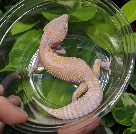 Mack Snow Raptor 50% Het Blizzard Leopard Gecko by K&C Geckos