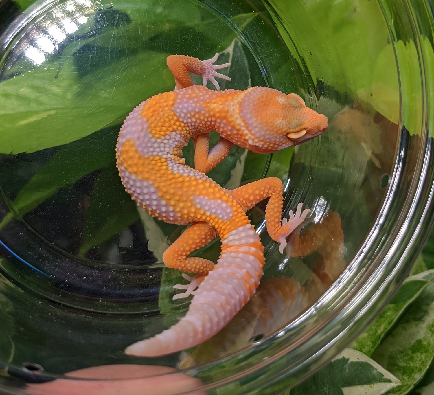 Red Diamond/Copper Cross Tangerine Tremper Leopard Gecko by K&C Geckos ...