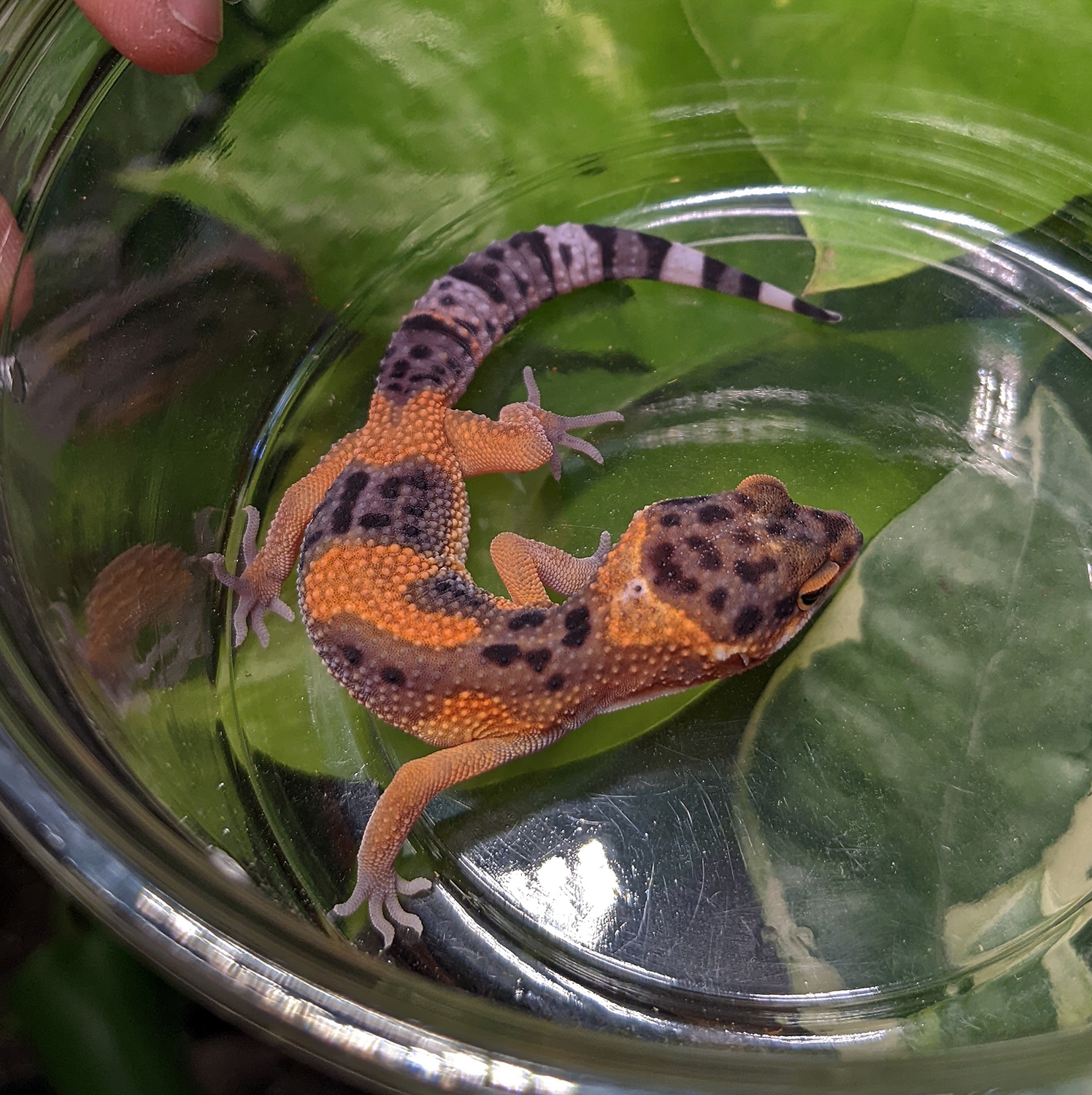 Mandarin/Blood NKH Leopard Gecko by K&C Geckos - MorphMarket