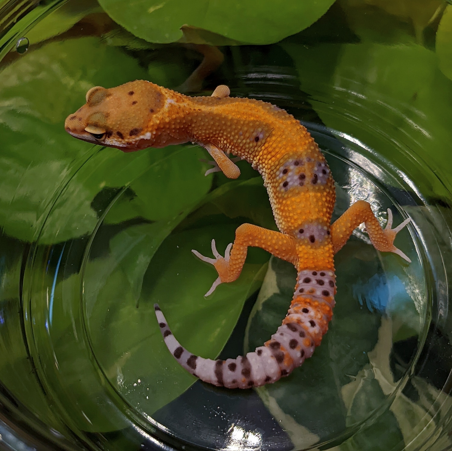 Mandarin/Blood NKH Leopard Gecko by K&C Geckos - MorphMarket