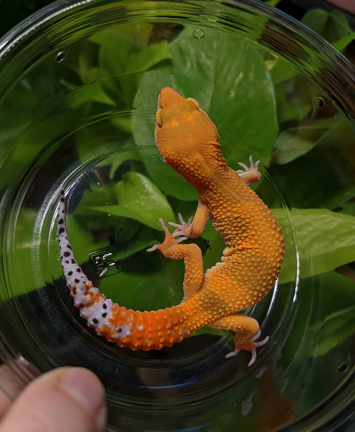 Mandarin/Blood NKH Leopard Gecko by K&C Geckos - MorphMarket
