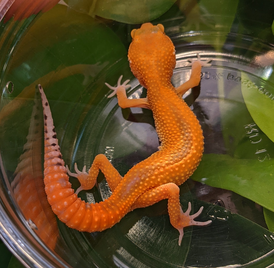 Red Diamond X Copper Cross Tangerine Het Tremper Leopard Gecko by K&C ...
