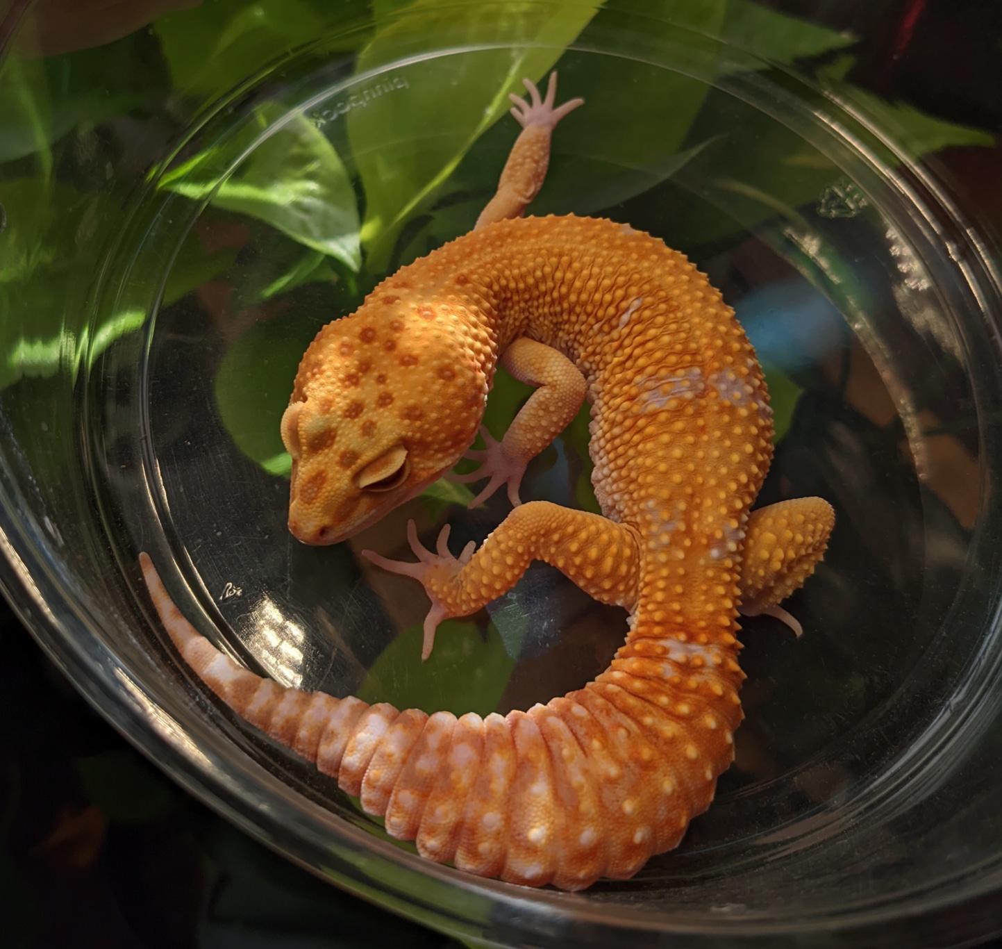 Proven Red Diamond Leopard Gecko by K&C Geckos - MorphMarket