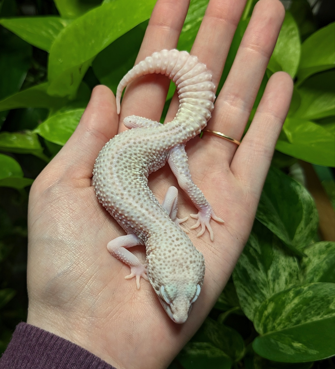 Super Snow Radar Leopard Gecko by K&C Geckos - MorphMarket