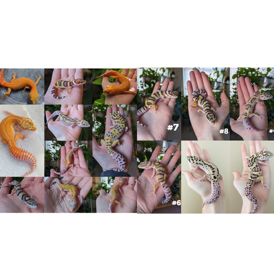 Collection Deal Leopard Gecko by K&C Geckos