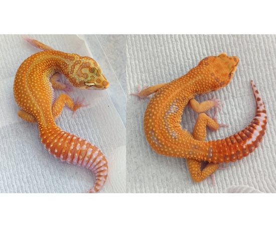 *Proven* Red Diamond Pair Leopard Gecko by K&C Geckos