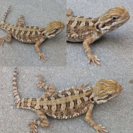 Barry - Rankins Dragon Rankin's Dragon by K&C Geckos