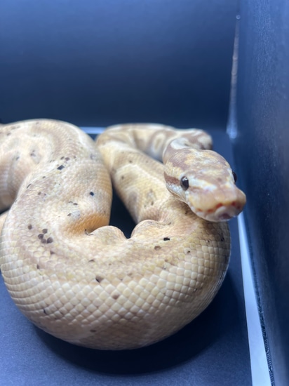Leopard Coral Glow Het Clown Ball Python by Vibin Reptiles