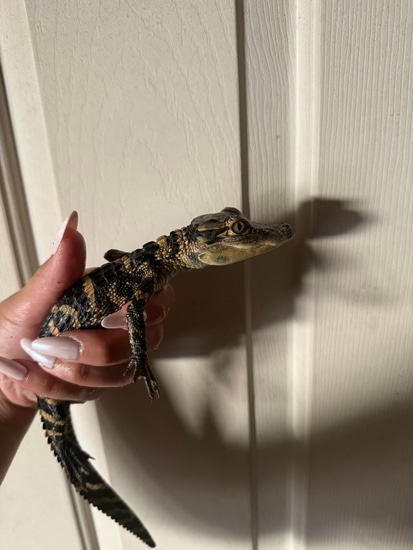 CBB Baby American Alligators by Morningstar Reptiles and Exotics