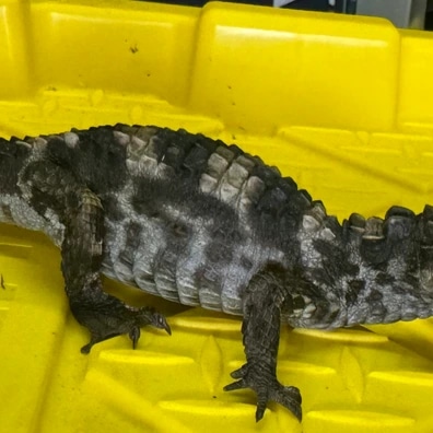 CCB Smooth Fronted Caimans Smooth-Fronted Caiman by Morningstar ...