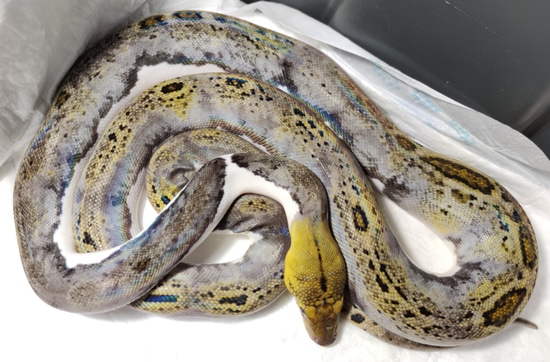 Pied Tiger Poss Super Tiger Poss Lg Reticulated Python by Unknown Retics