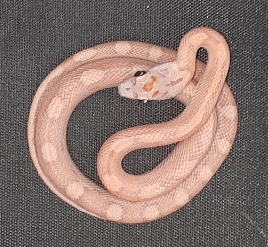 Orchid Motley 66% Het Lava Corn Snake by MD