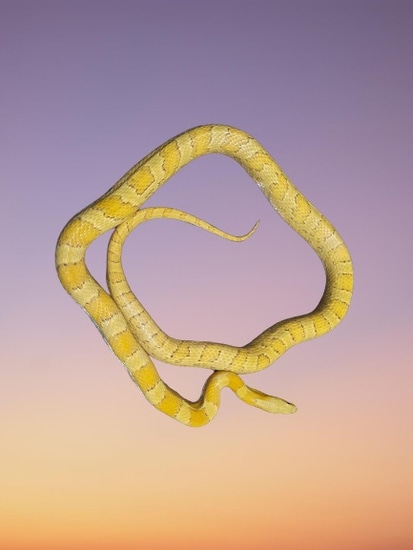 Lemon (Hypo Sunkissed Caramel) Corn Snake by MD
