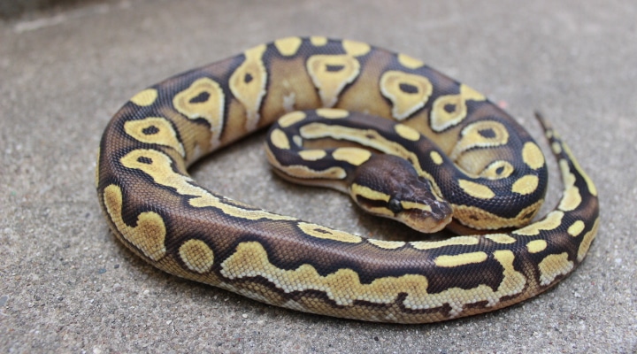 Calico Mojave Ball Python by Mario's Morphs - MorphMarket