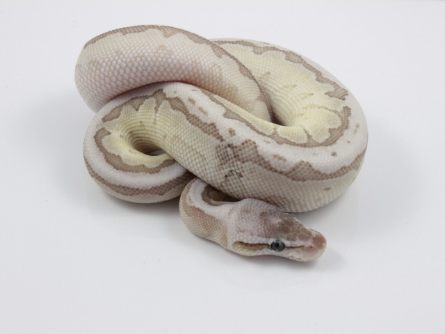 Emperor Pin Vpi Axanthic Ball Python by Mario's Morphs - MorphMarket