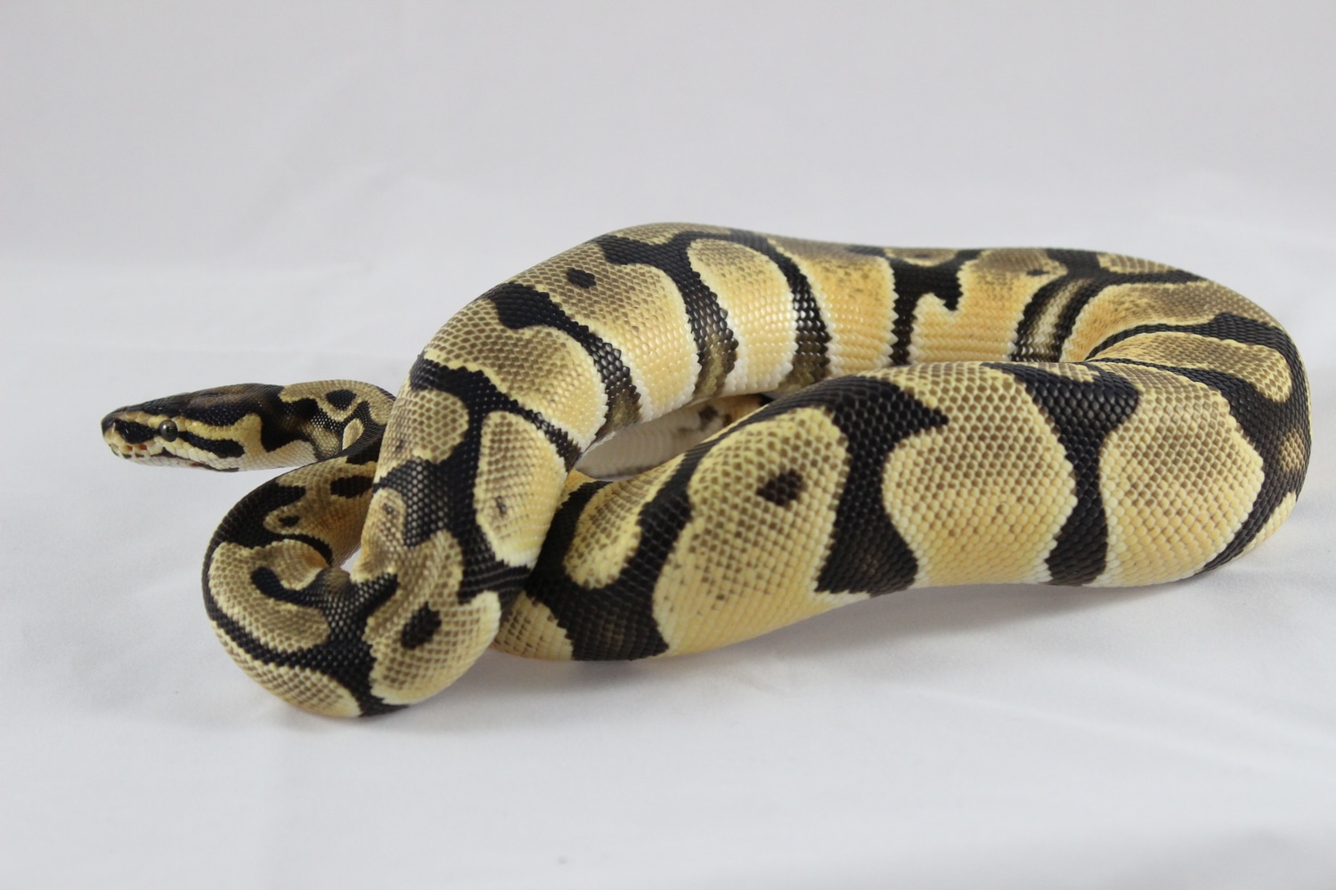 Super Orange Dream Ball Python by Mario's Morphs - MorphMarket