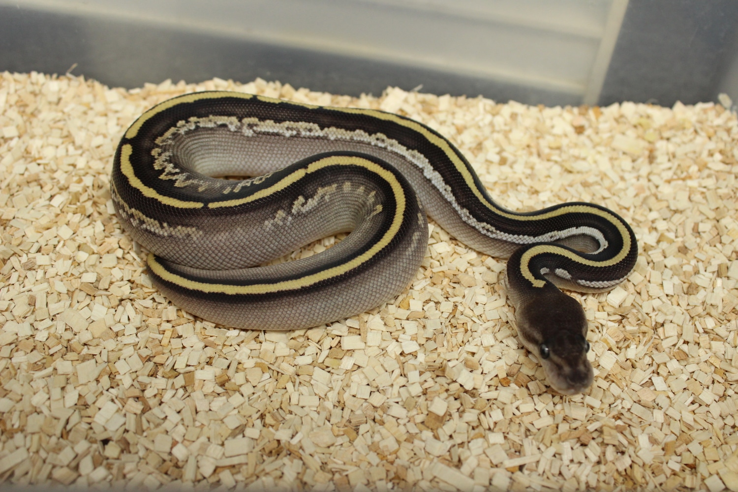 Black Pastel Mojave Ball Python by Mario's Morphs - MorphMarket