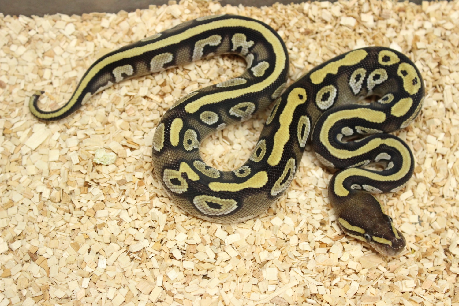 Mojave Het Vpi Axanthic 50% Het Pied Ball Python by Mario's Morphs ...