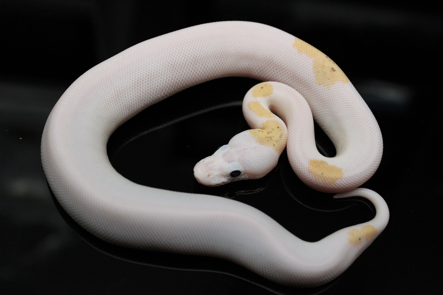 Super Sulfur Possible Mojave Het Vpi Axanthic Ball Python by Mario's ...