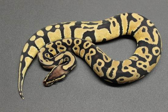 Pastel Het Vpi Axanthic Ball Python by Mario's Morphs