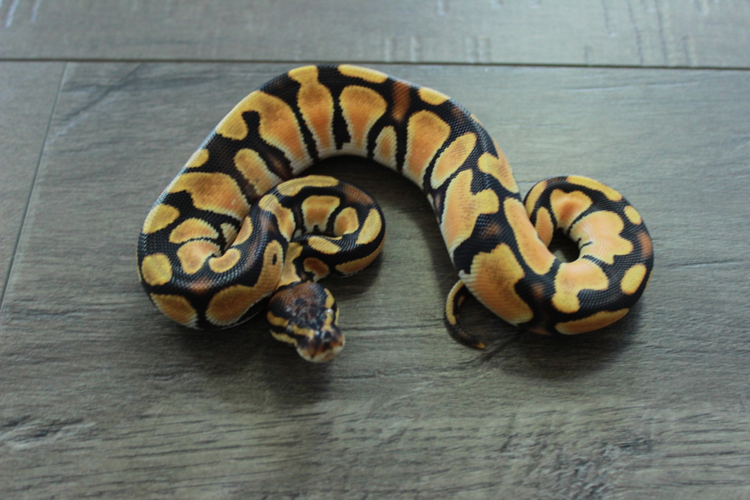Super Orange Dream Ball Python by Mario's Morphs - MorphMarket