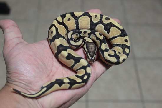 Sulfur Orange Dream Het Vpi Axanthic Ball Python by Mario's Morphs
