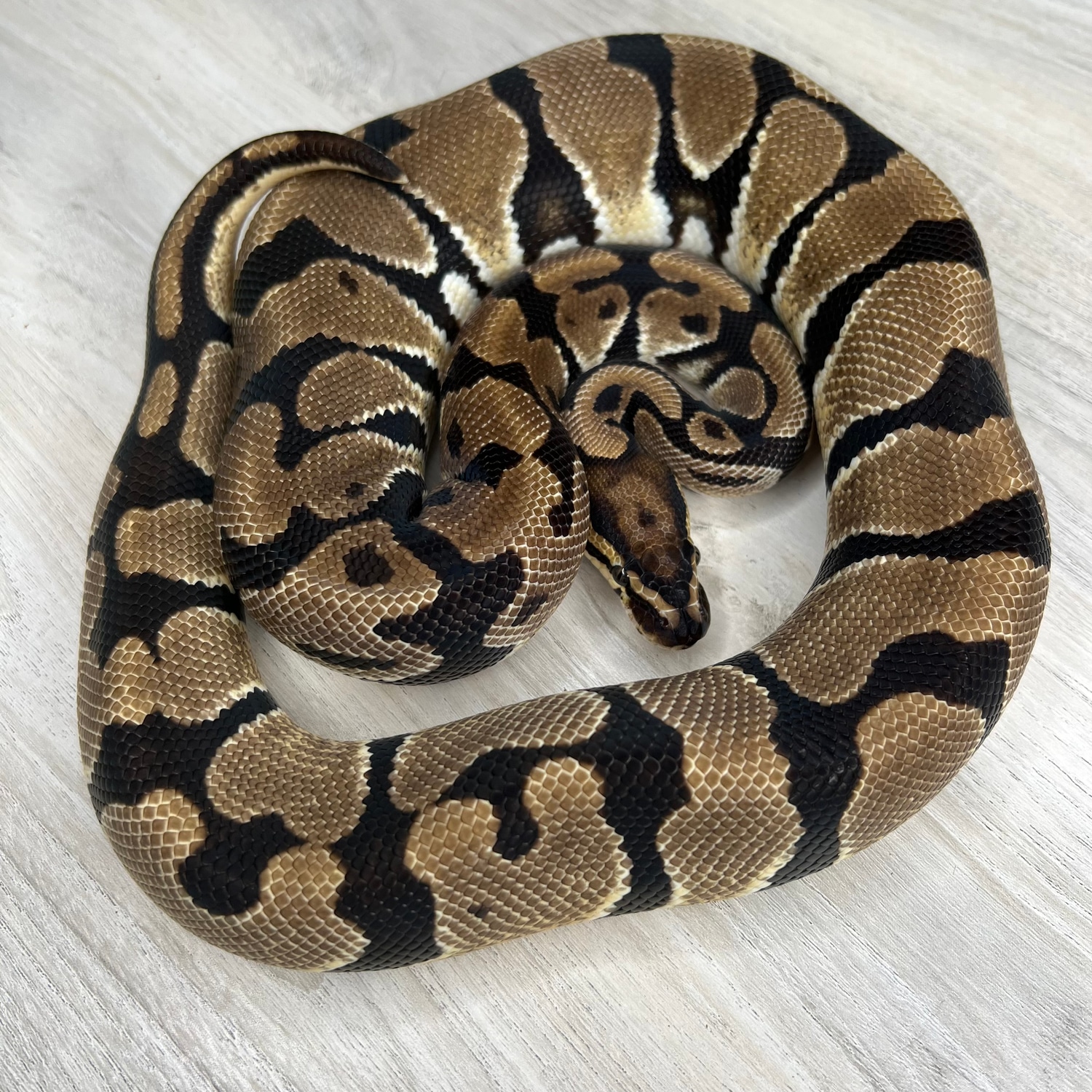 Orange Dream 100% Het Vpi Axanthic Ball Python by Mario's Morphs ...