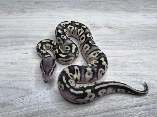 Pastel Yellowbelly Mojave Het Vpi Axanthic Ball Python by Mario's Morphs