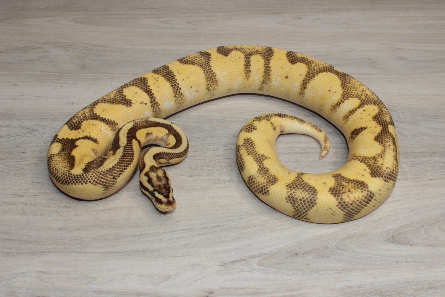 Pastel Enchi Sulfur Calico Het Vpi Axanthic Ball Python by Mario's ...