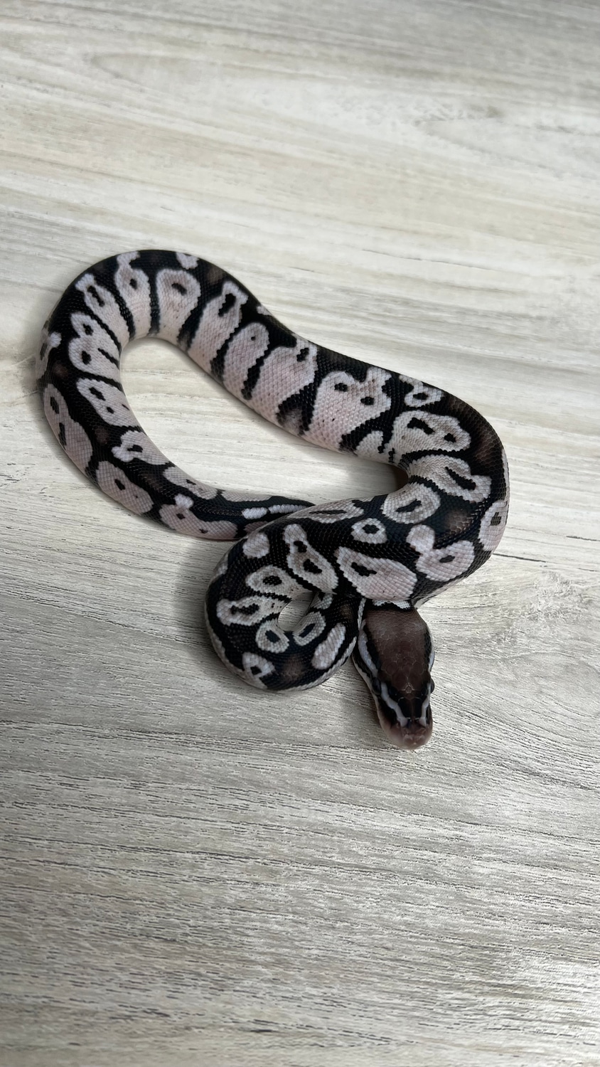Pastel Vpi Axanthic Ball Python by Mario's Morphs - MorphMarket