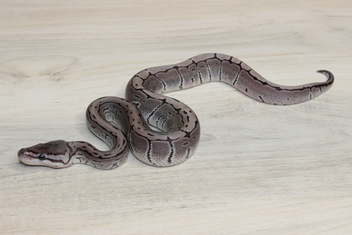 Pinstripe Vpi Axanthic Ball Python by Mario's Morphs - MorphMarket