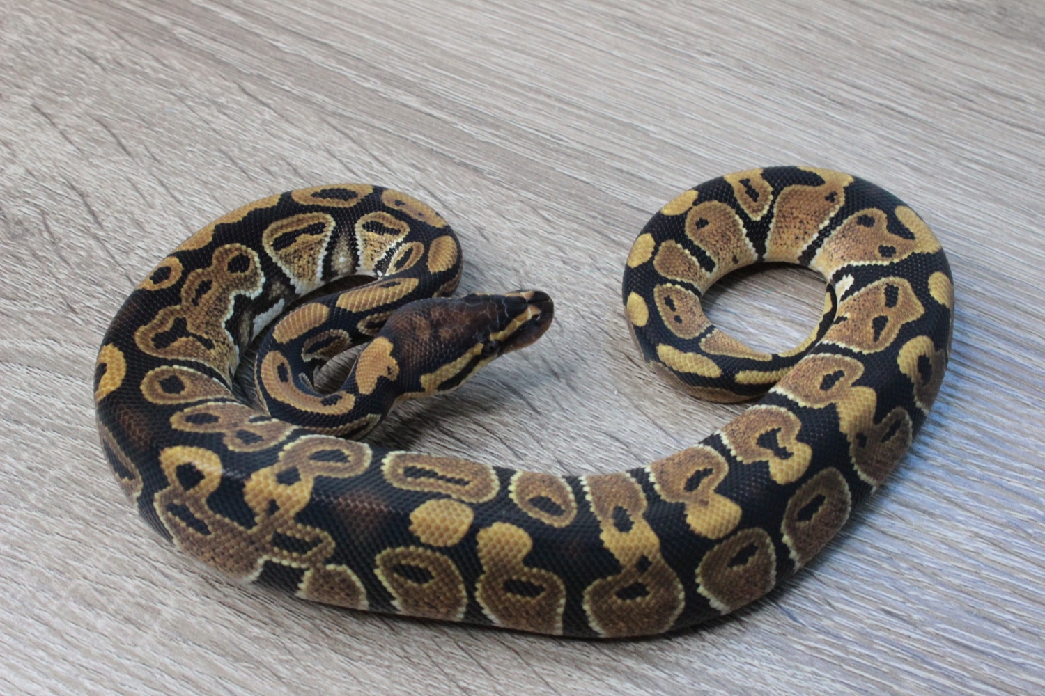 Het Vpi Axanthic Ball Python by Mario's Morphs - MorphMarket