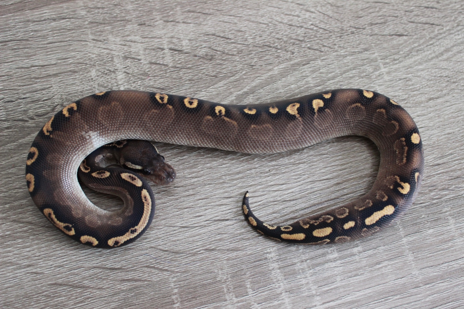 Ghi Black Pastel Yellowbelly Het Vpi Axanthic Ball Python by Mario's ...