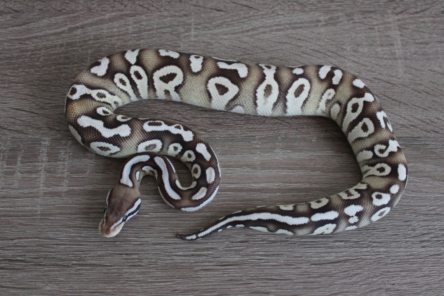 Sulfur Pastel Mojave Vpi Axanthic Ball Python by Mario's Morphs ...