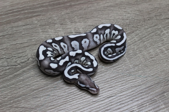 Sulfur Mojave Axanthic Pos Yellowbelly Ball Python by Mario's Morphs