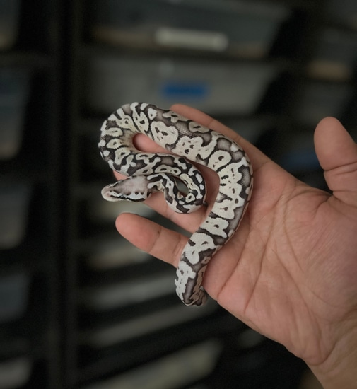 Super Pastel Vpi Axanthic Pos Yellowbelly Pos Sulfur Ball Python by ...