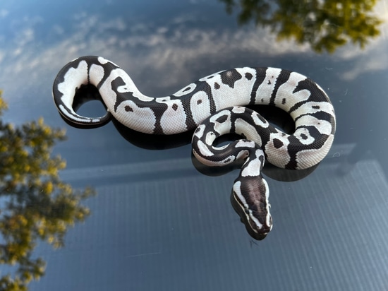 Sulfur Orange Dream Vpi Axanthic Ball Python by Mario's Morphs
