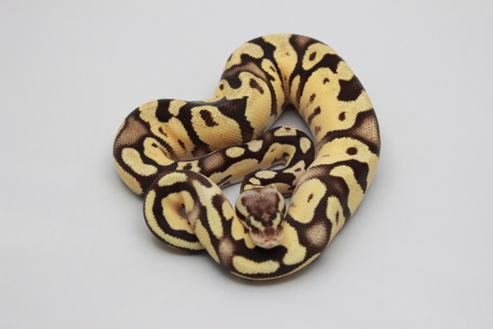 Sulfur Pastel Het Vpi Axanthic Ball Python by Mario's Morphs