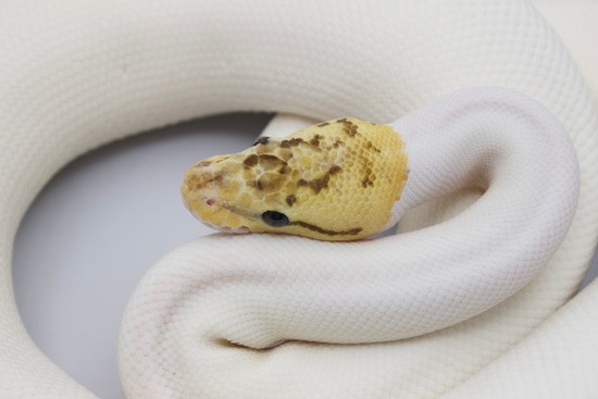 Killer Bee Pied Ball Python by Mario's Morphs