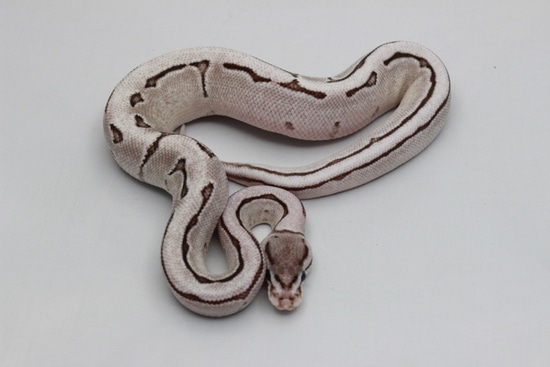 Orange Dream Sulfur Pinstripe Vpi Axanthic Ball Python by Mario's Morphs