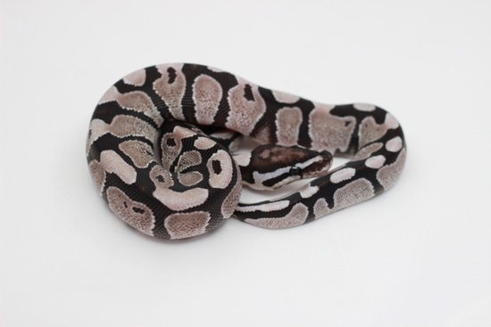 Vpi Axanthic Ball Python by Mario's Morphs