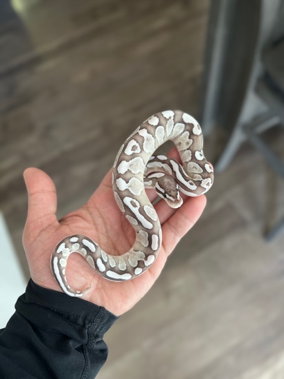 Lesser Vpi Axanthic Sulfur Ball Python by Mario's Morphs